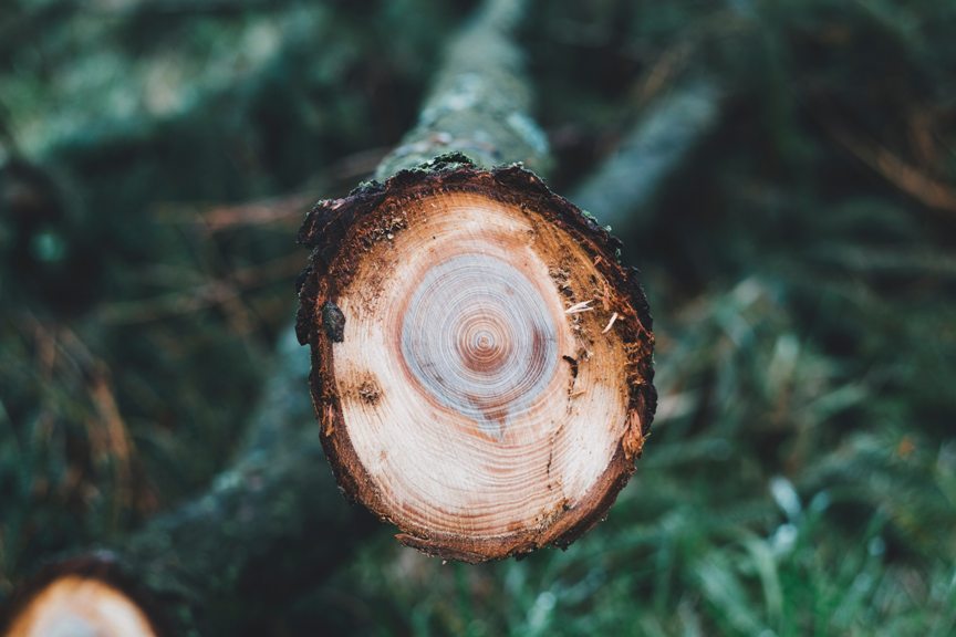 Building a greener future for all with fire safe timber