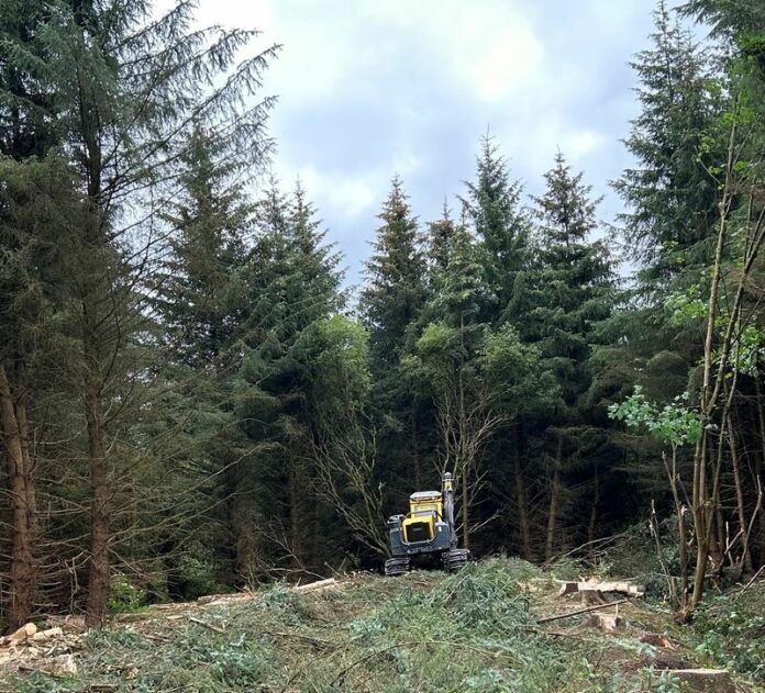 Health and Safety Authority launches forestry inspection campaign